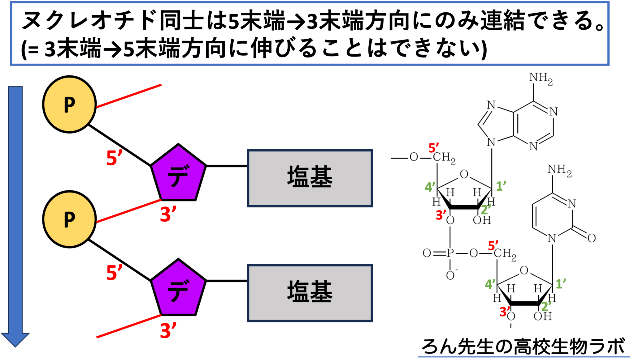 【まとめ】DNAの構造をイラストでわかりやすく解説【高校生物】 - 高校生物ラボ