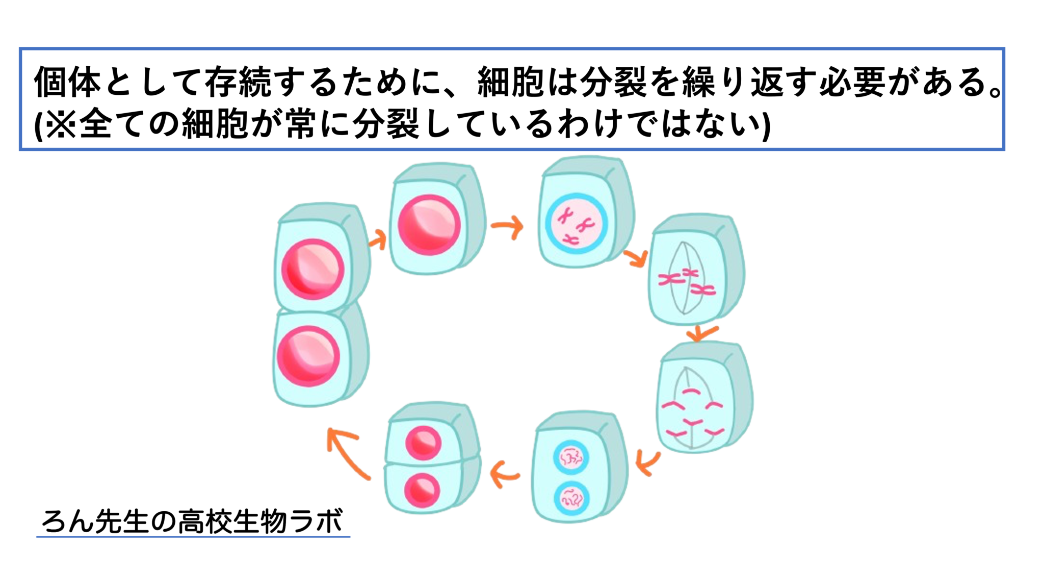 【まとめ】細胞周期とは？G0期についてもわかりやすく解説【高校生物】 - 高校生物ラボ