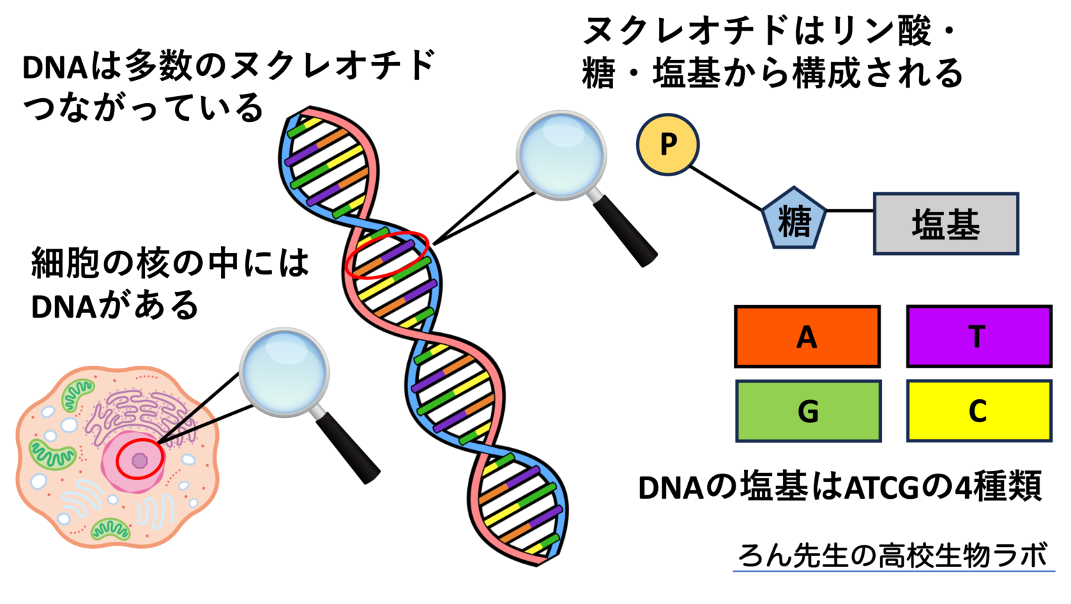 【まとめ】DNAの構造をイラストでわかりやすく解説【高校生物】 - 高校生物ラボ