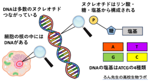 【まとめ】DNAの構造をイラストでわかりやすく解説【高校生物】 - 高校生物ラボ