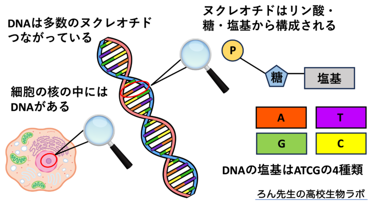 【まとめ】DNAの構造をイラストでわかりやすく解説【高校生物】 - 高校生物ラボ