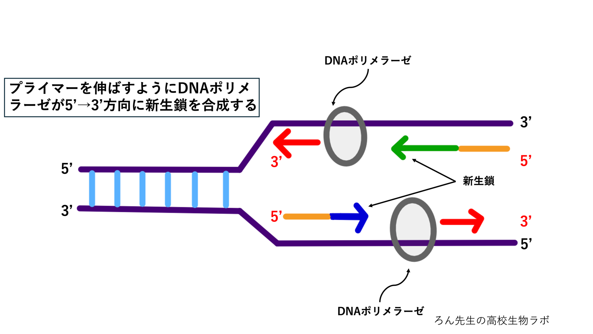 【まとめ】DNA複製のメカニズムをわかりやすく解説【高校生物】 - 高校生物ラボ