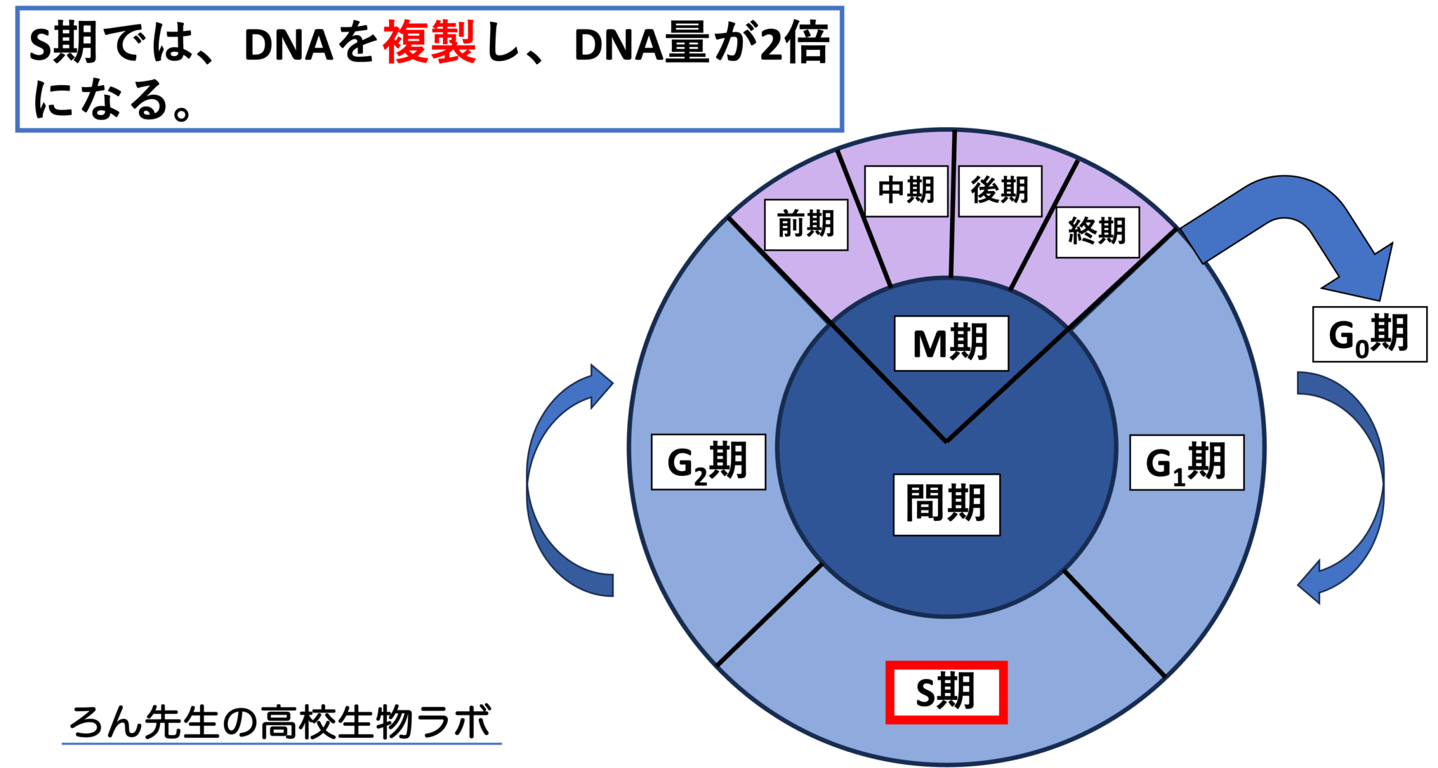 【まとめ】細胞周期とは？G0期についてもわかりやすく解説【高校生物】 - 高校生物ラボ